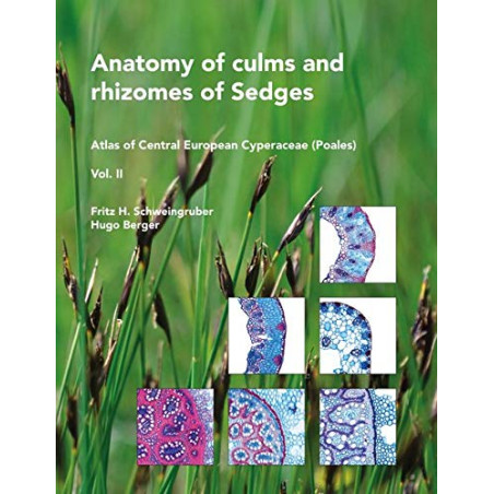 Anatomy of culms and rhizomes of Sedges